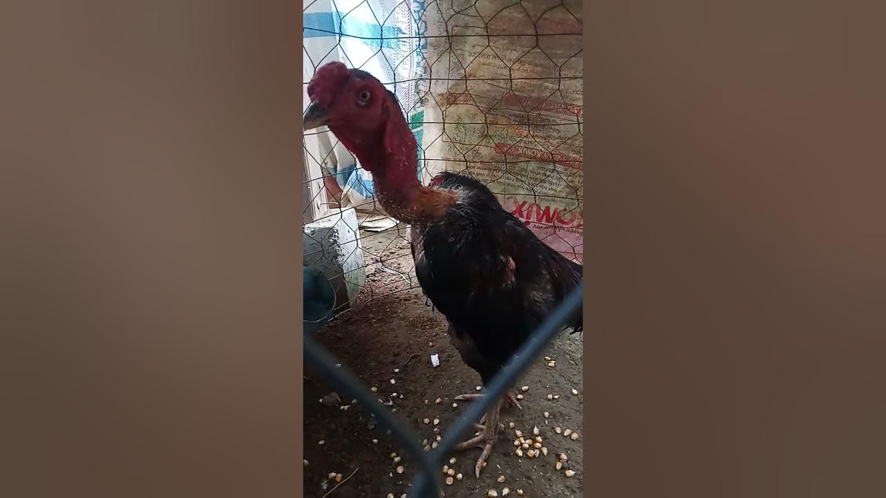 Kuv tus lau qaib no dib tuaj zoo tag tag li nawb 1 / 9 / 2024 - YouTube