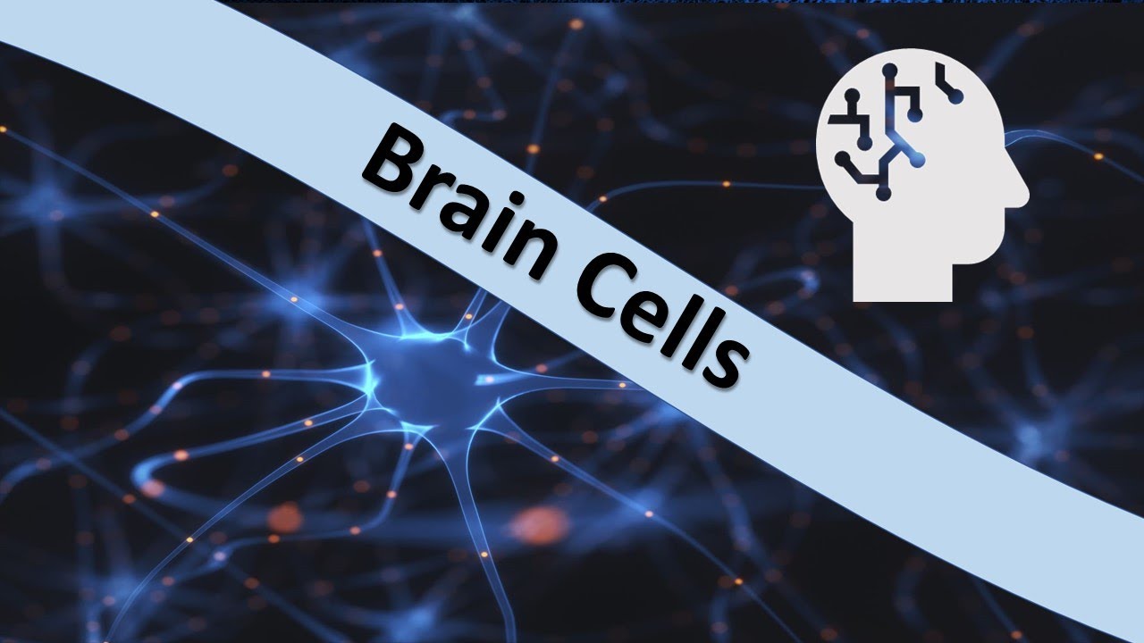 Brain Cells - YouTube