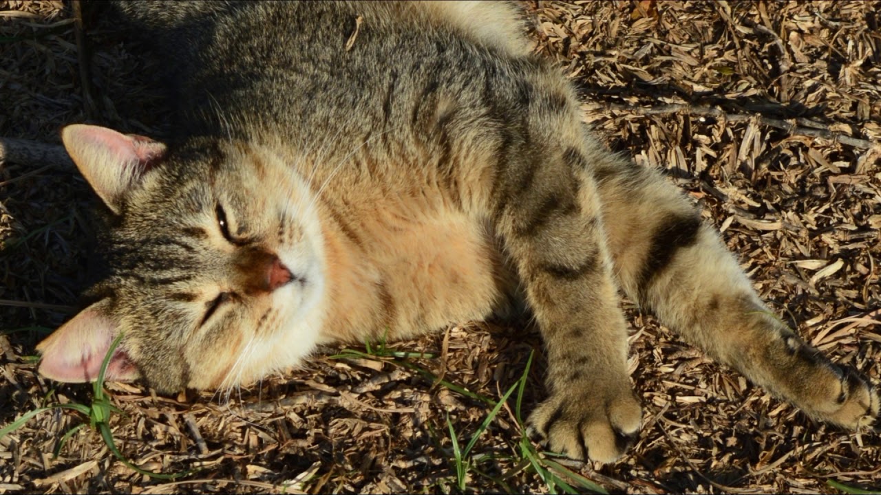 A purrfect life in the sun - YouTube