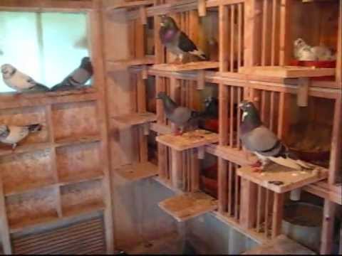 Flying Tipplers OZ - YouTube