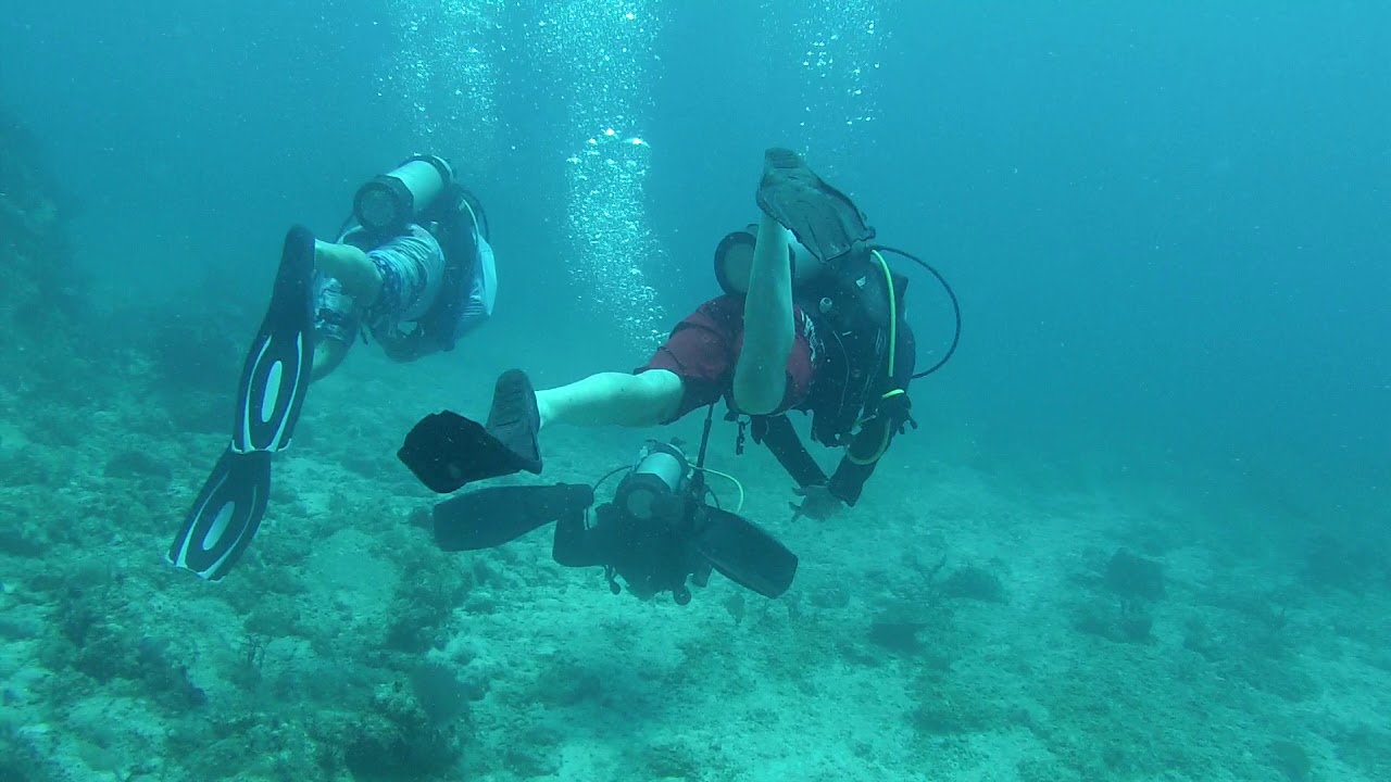 Dive 2: Cow & Calf, St Thomas 11/16 - YouTube