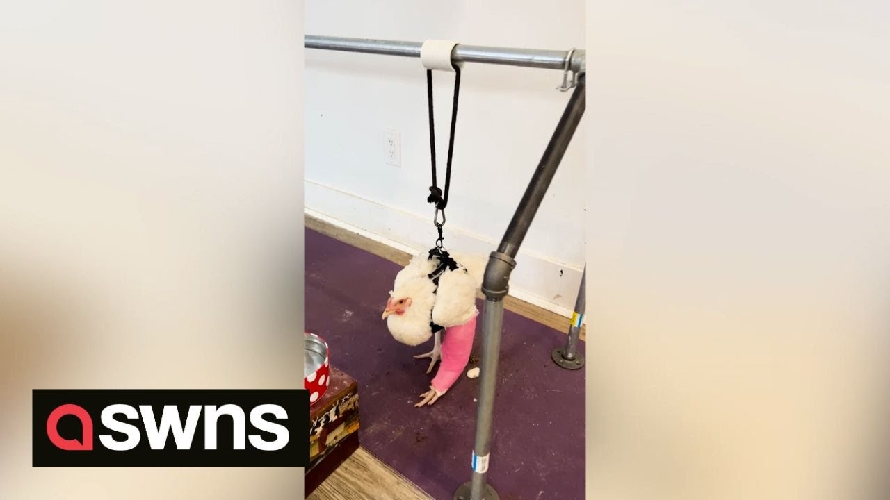 Rescue chicken that suffered a broken leg now walks properly - after ...