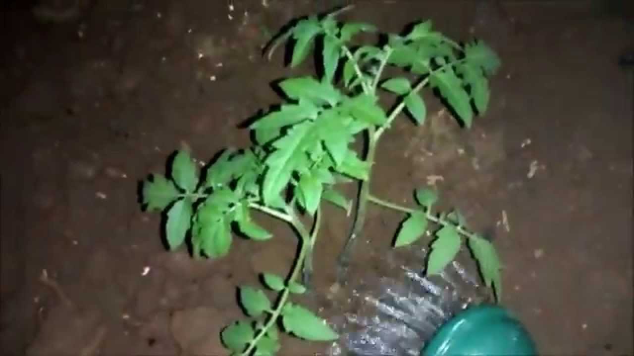 COMO PLANTAR MUDAS DE TOMATES - YouTube