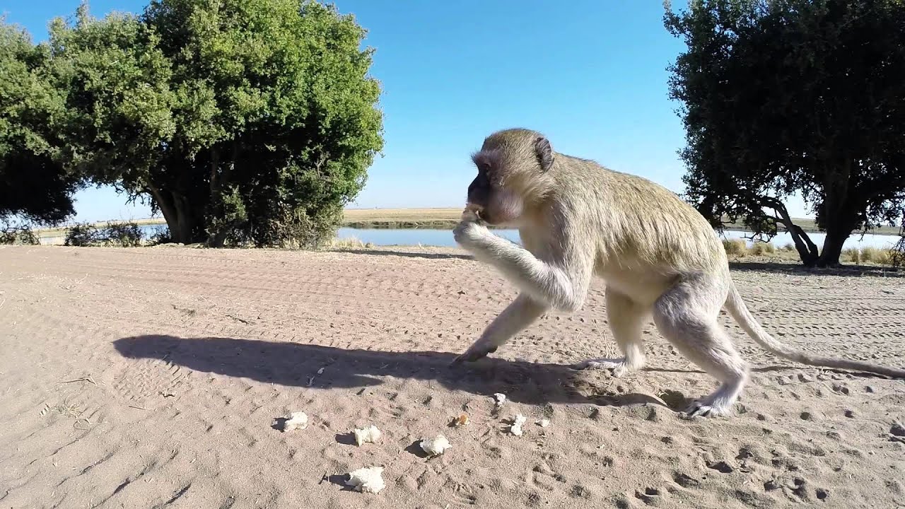 Aapje (monkey) @ Ihaha campsite in Chobe National Park Botswana GOPRO ...