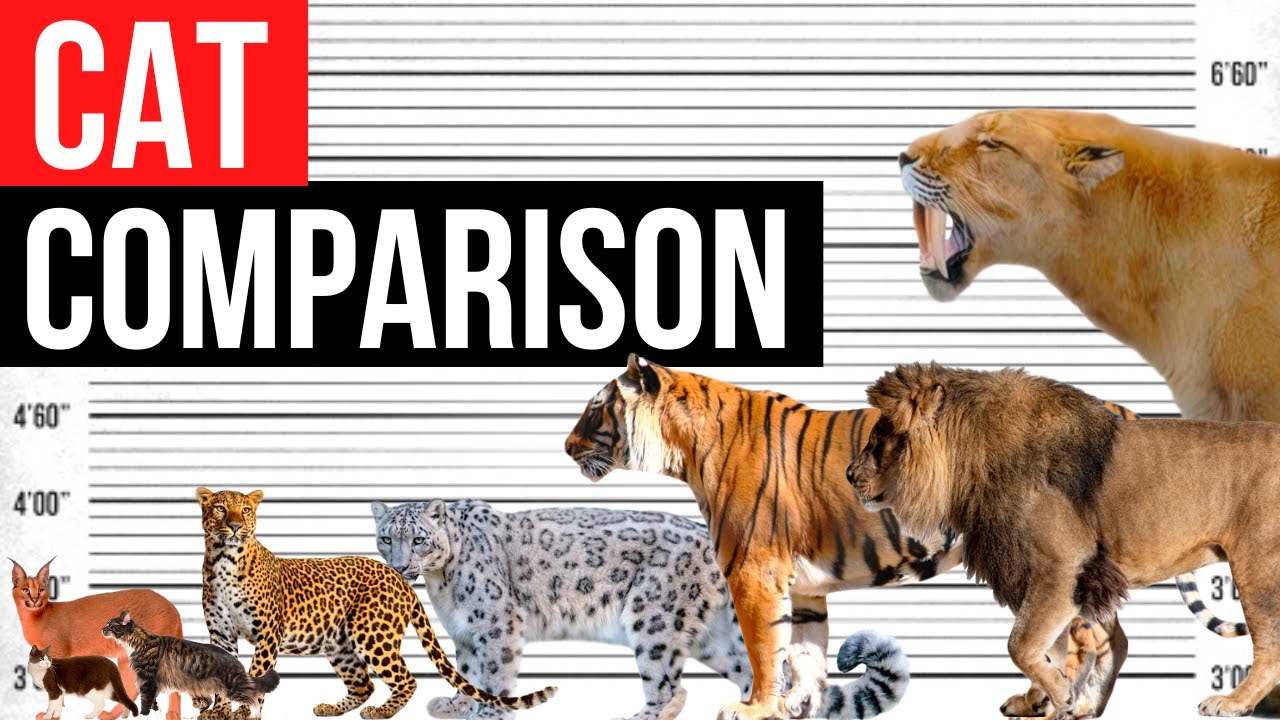 Biggest Cat Size Comparison YouTube