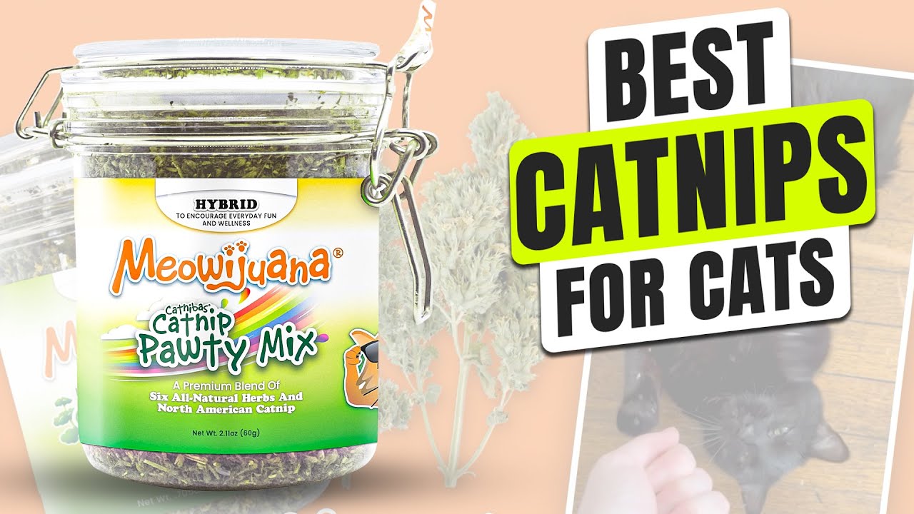 3 BEST Catnip for Cats 2025 - YouTube