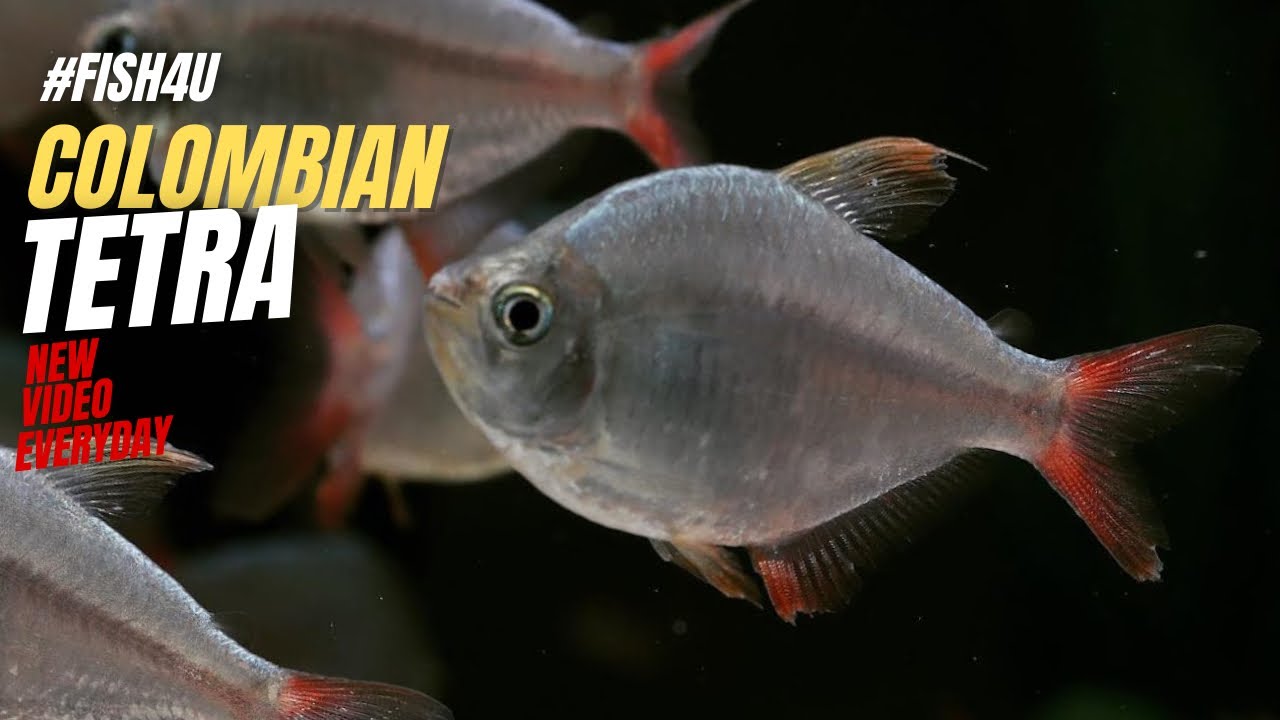 "Discover the Elegance of Colombian Tetra Fish! 🐟 #FISH4U Daily Uploads ...