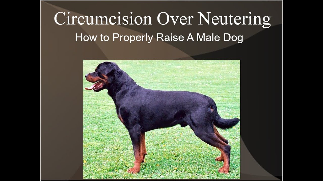 Circumcision Over Neutering: How To Properly Raise A Male Dog - YouTube