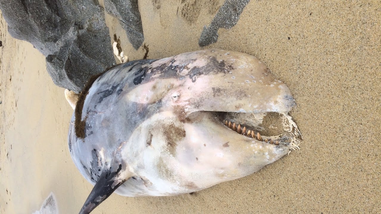 Decomposing killer whale body on the beach - YouTube