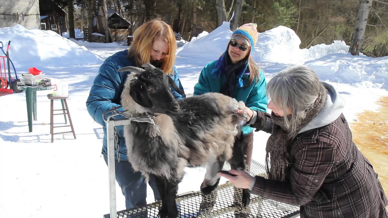 Combing a cashmere goat - YouTube