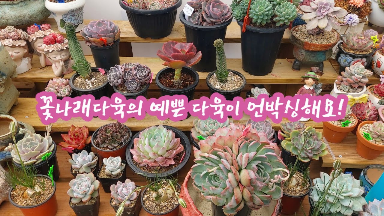 꽃나래다육에서 온 국민다육이들 5천원 수연부터 대품 블루엘프까지 완전 맘에 드는 다육이들💕 꽃나래다육 0102818