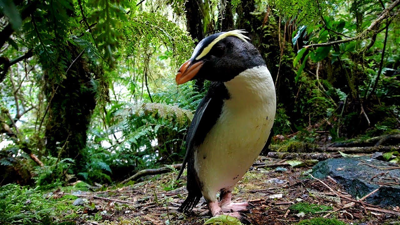 Fiordland Crested Penguins / Tawaki – trail cams - YouTube