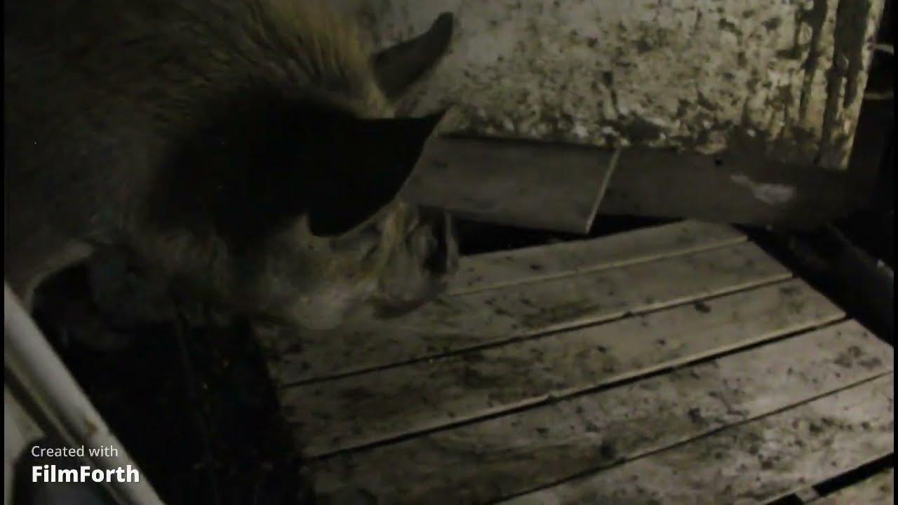 New IPP Pigs - YouTube