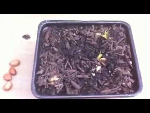 Growing Raw Peanuts | Germination - YouTube