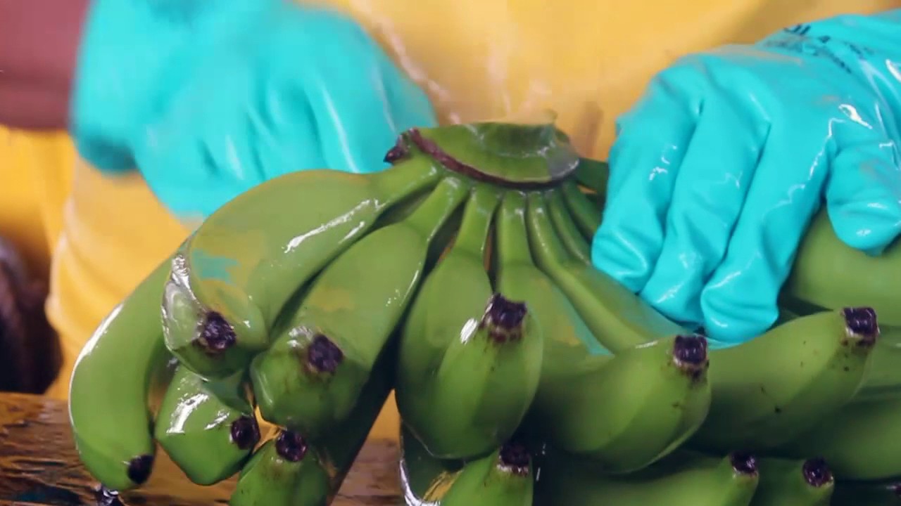 Proceso de empaque del banano - YouTube