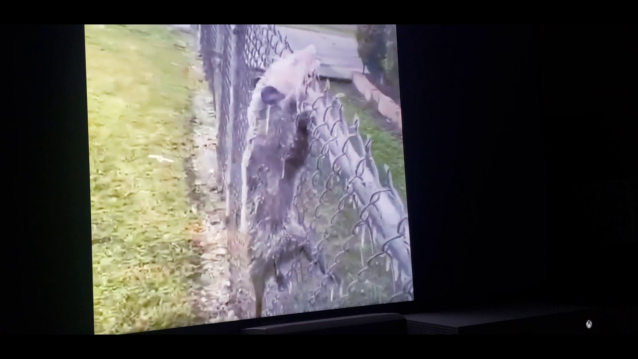 Texas weather frozen possum - YouTube