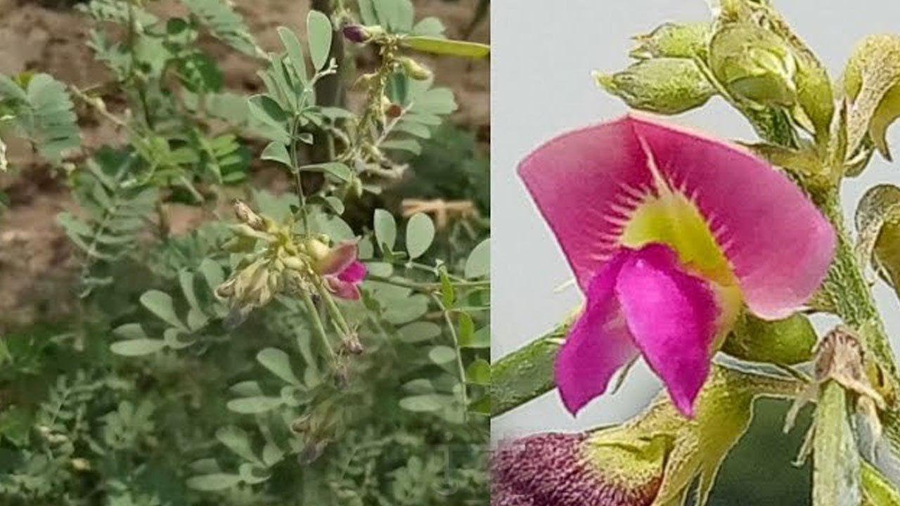 100 రోగాలను తగ్గించే ఈ చెట్టు గురించి మీరు వెంటనే తెలుసుకోండి ...