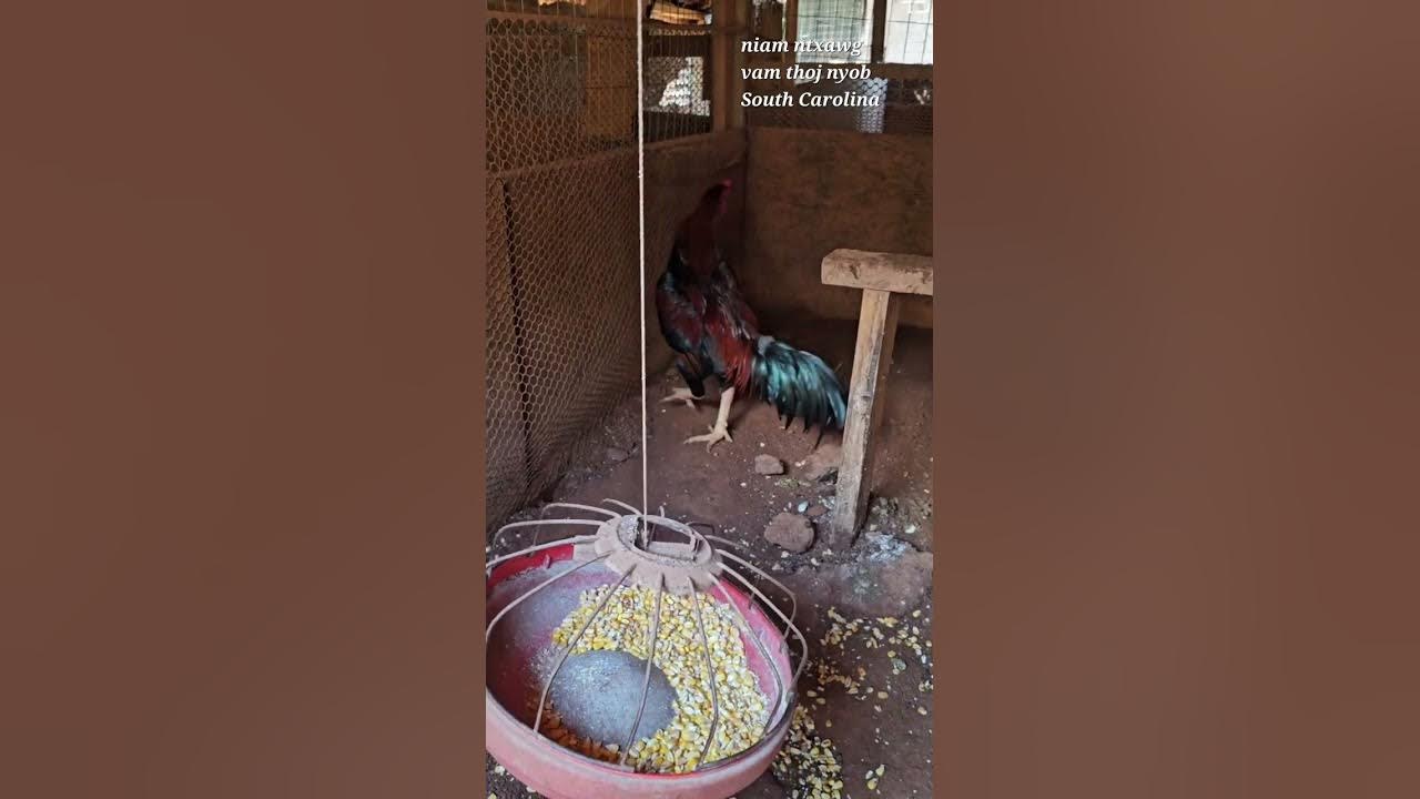 Qaib Thaib Ej Ej Ris Nyiaj Ntau Xwb 11/13/2024 - YouTube