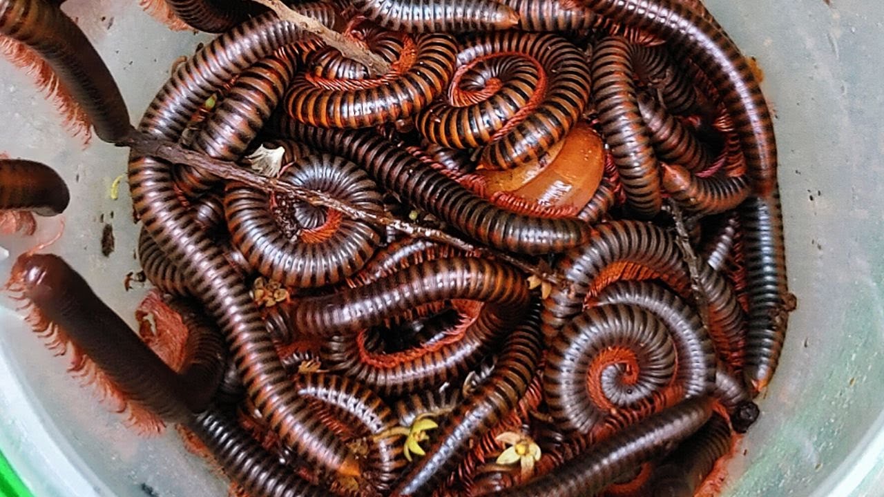 Incredible Catching Hundreds of Giant Millipedes at the Home Backyard ...