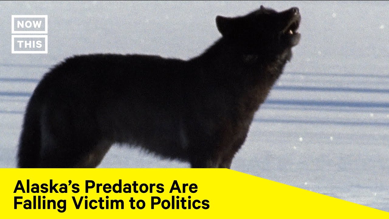 Alaska Moves Forward With Controversial Predator Control Program - YouTube