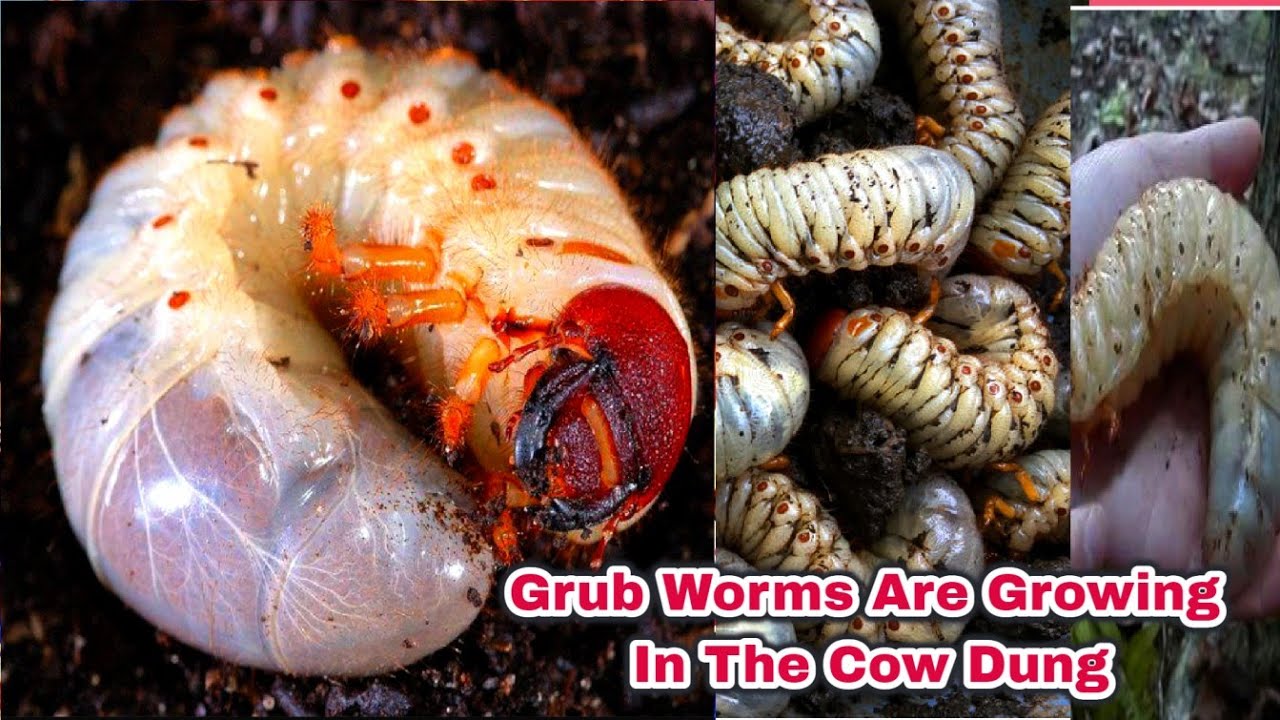 Grub Worms Are Growing In The Cow Dung | Grow insects cow dung help ...