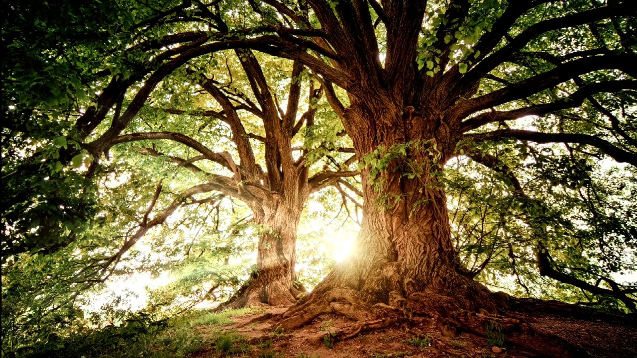 Relax tree, to relieve your stress! - YouTube