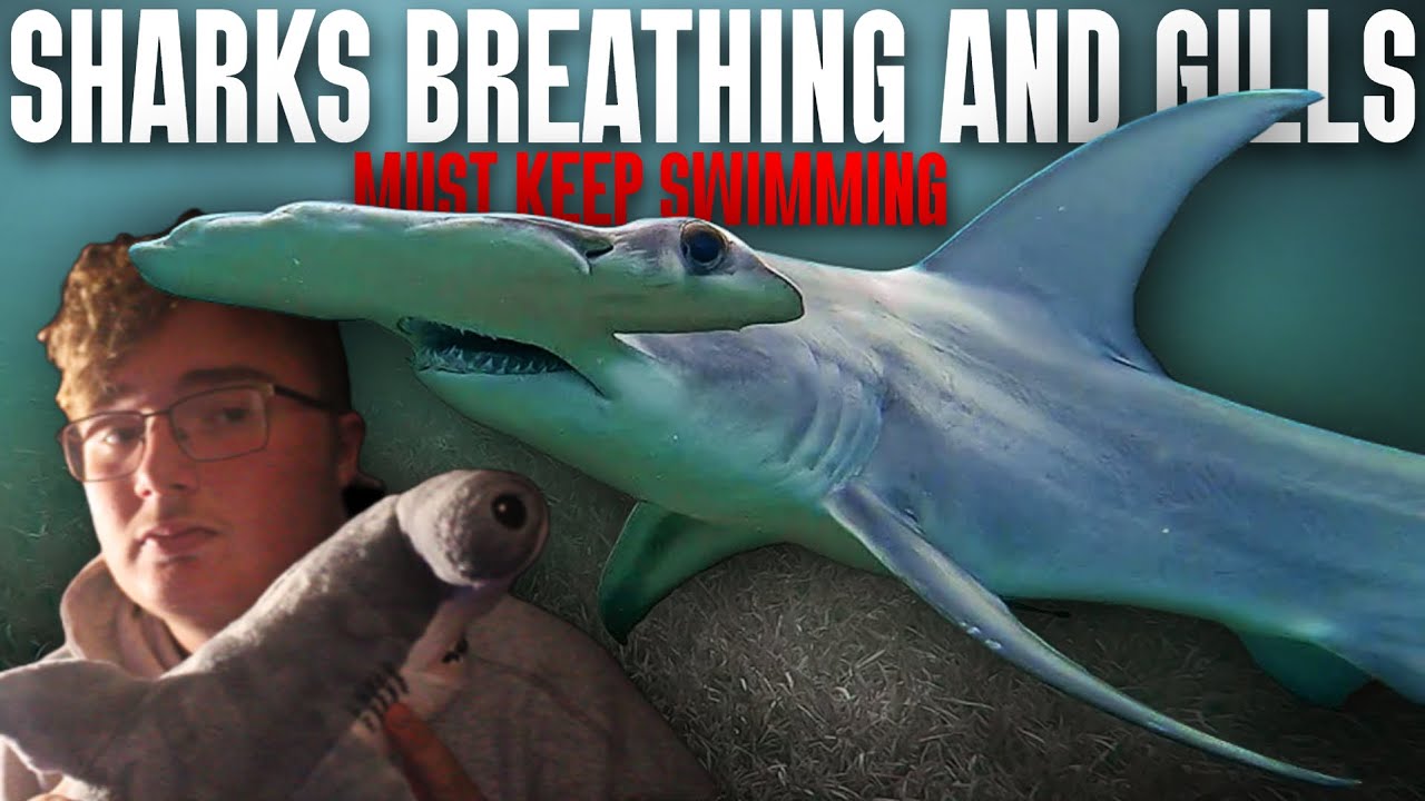 HOW Sharks breath AND HOW GILLS WORK - YouTube