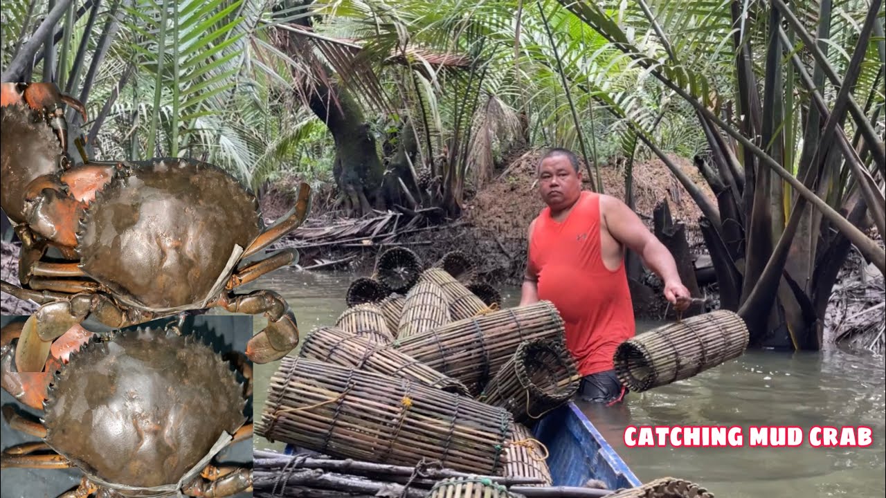 NAKA JACKPOT NG MALALAKING ALIMANGO | Catching Mud Crab | Vlog#400 ...