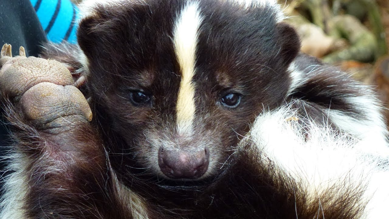 What Are The STRANGEST Pets In The World?? - YouTube