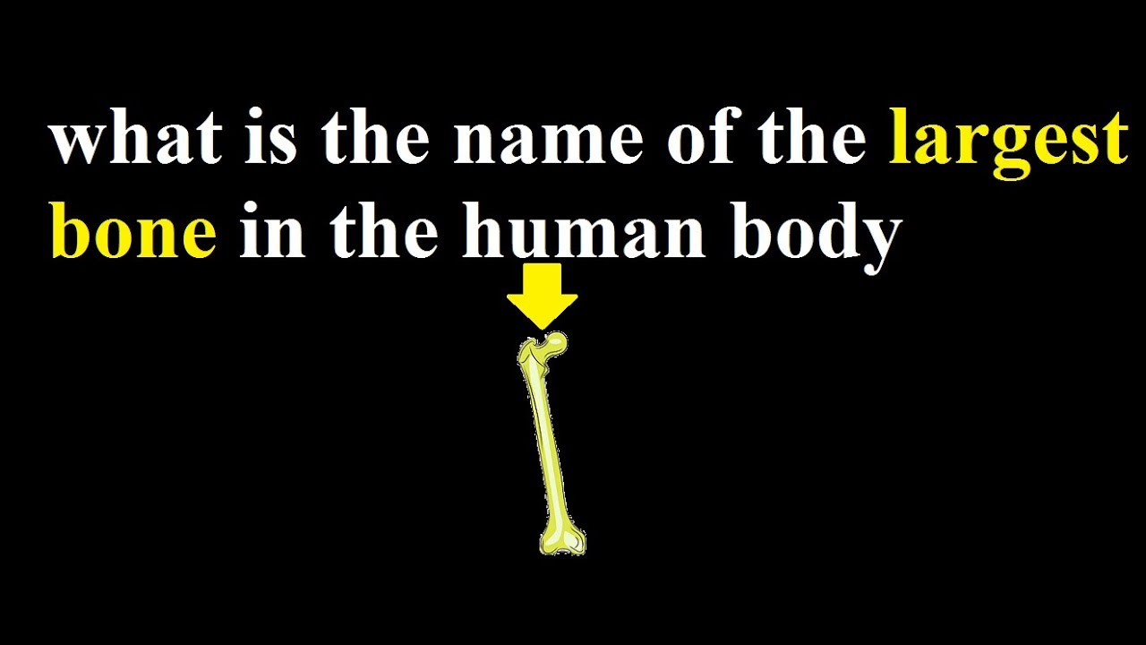 General Knowledge GK What Is The Name Of The Largest Bone In The General Knowledge GK What Is The Name Of The Largest Bone In The