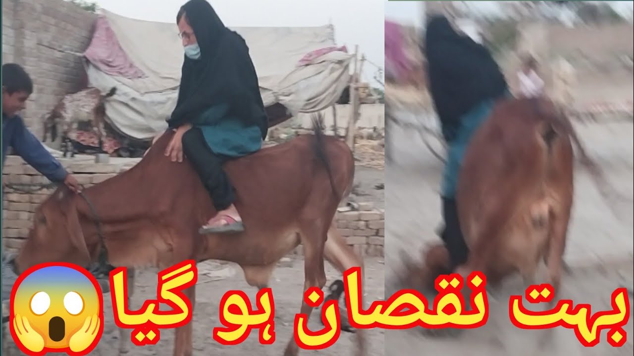 کیا کوٸی لڑکی اتنا مشکل کام کر سکتی ہے ll Calf Riding ll Calf Roping ...