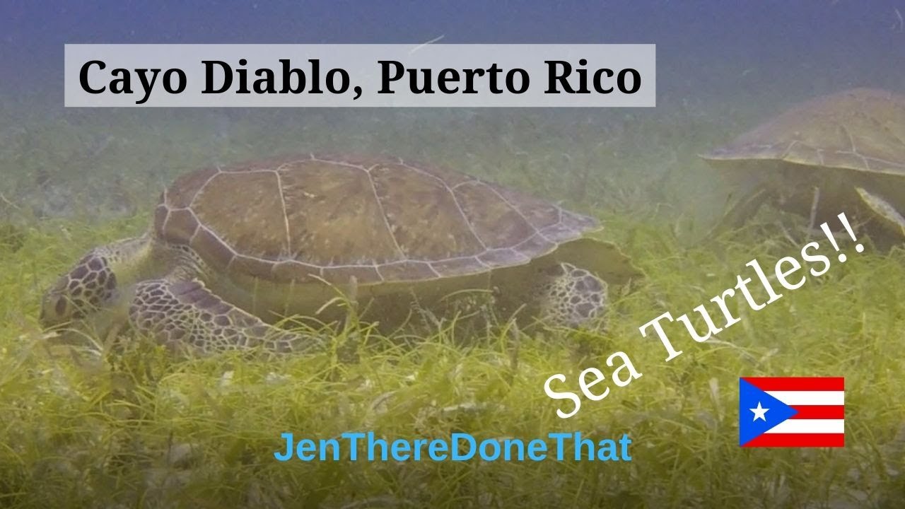 Scuba Diving with Turtles in Cayo Diablo | Puerto Rico - YouTube
