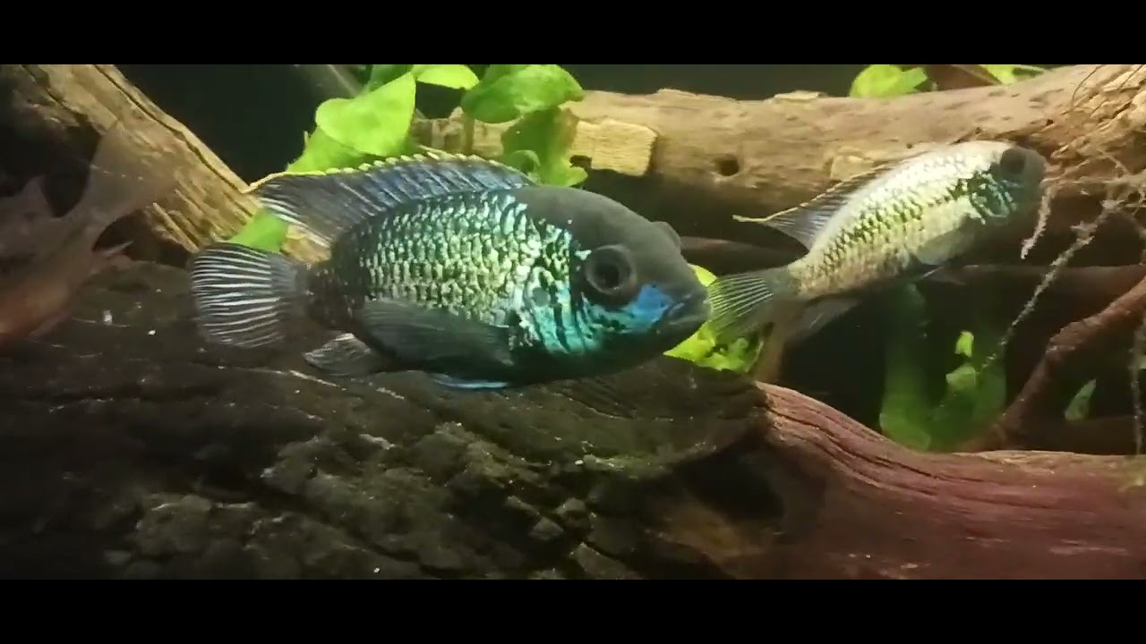 Electric blue acara cichlid care guide/ tank mates - YouTube