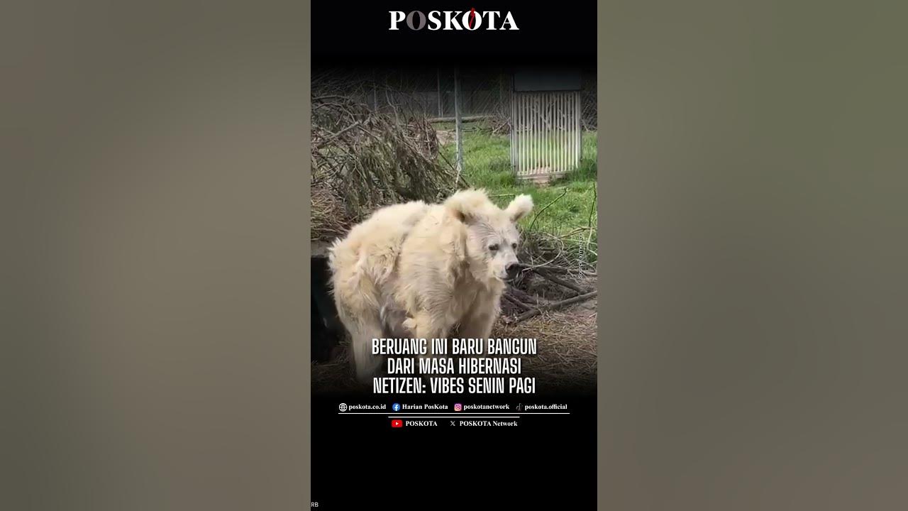 Momen Beruang Putih Terbangun Setelah Hibernasi Bikin Warganet Teringat Aura Senin Pagi - YouTube