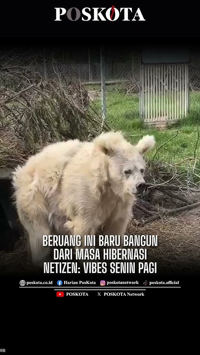 Momen Beruang Putih Terbangun Setelah Hibernasi Bikin Warganet Teringat Aura Senin Pagi - YouTube