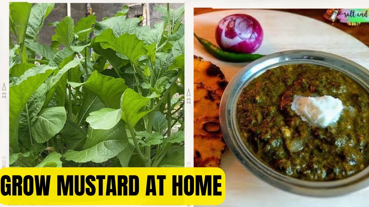 What Is The Meaning Of Punjabi Word Grow at Crystal Twyman blog