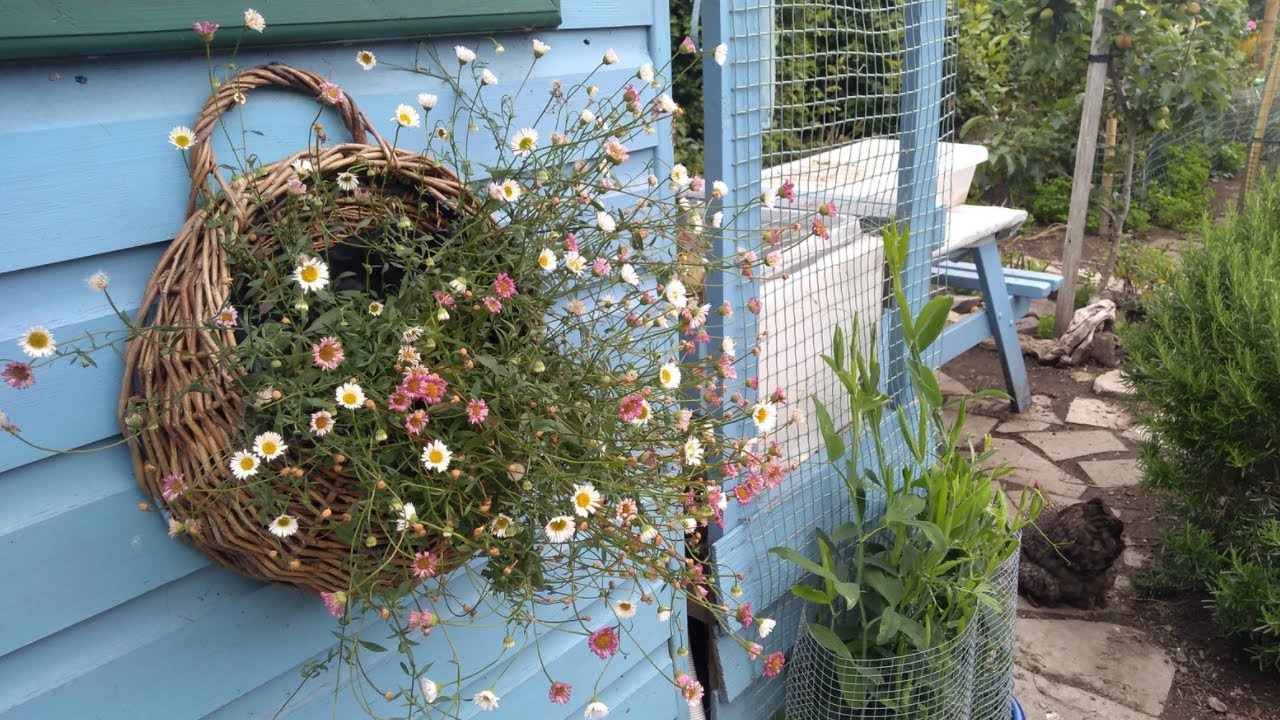 Why use Hanging / Wall Baskets in a Chicken Garden? 🌺 - YouTube
