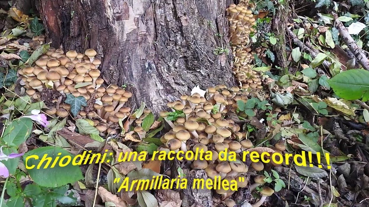 CHIODINI : una raccolta da record!!! - YouTube