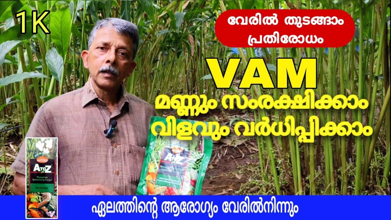 How to use vam for caramom? root helth & plant growth| #vam ഉപയോഗിക്കാം ...