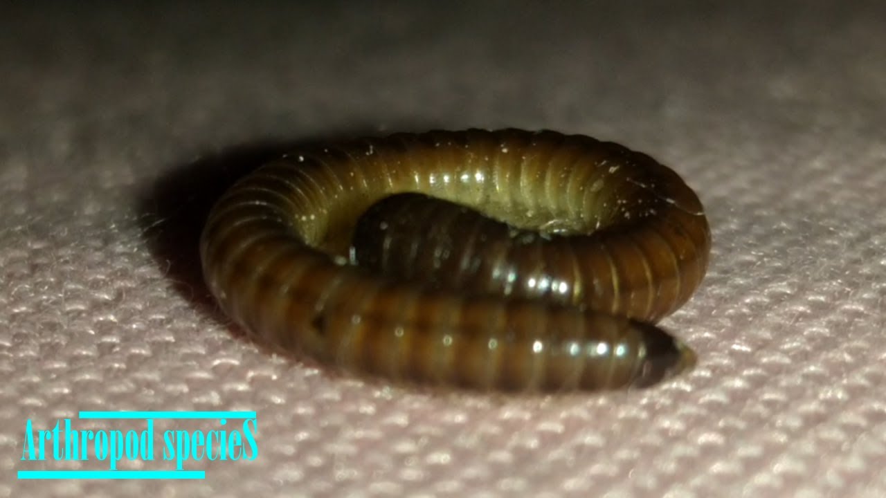 Diplopoda Species - Spirobolida (Small Millipedes) | Wake Up | Pt.5 ...