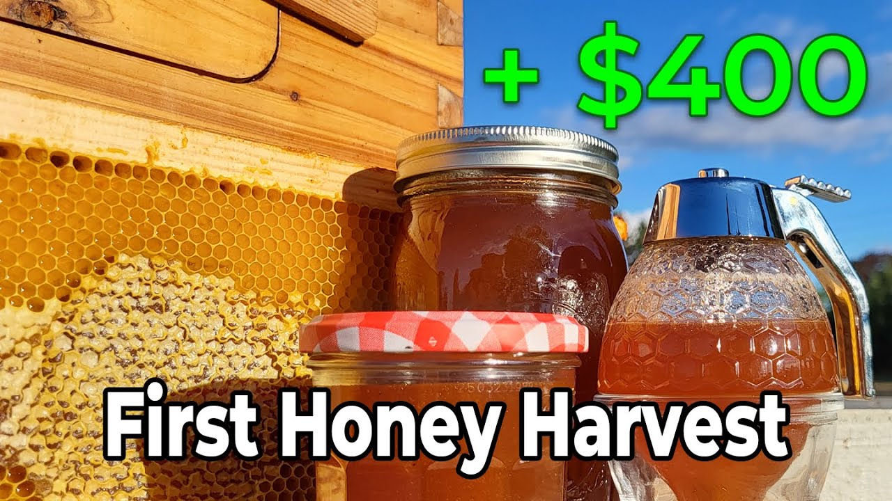 🐝🍯 First Honey Harvest After Two Months Of Beekeeping Youtube