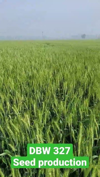 DBW 327 seed production 9896811414 - YouTube