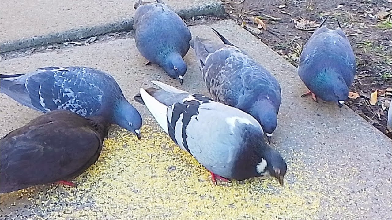 Adventures of Brave Pigeon Squads: Culinary Feasts and Startling ...