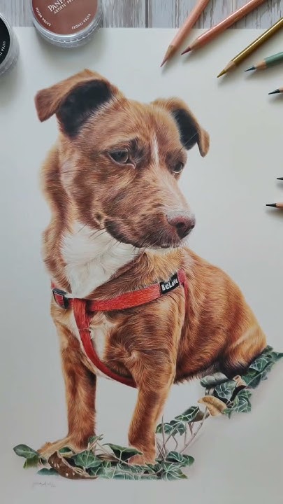 Minden nap. ️ #kutya #macska #cica #kisállat #kiskedvenc #állatrajz #rajzolás - YouTube