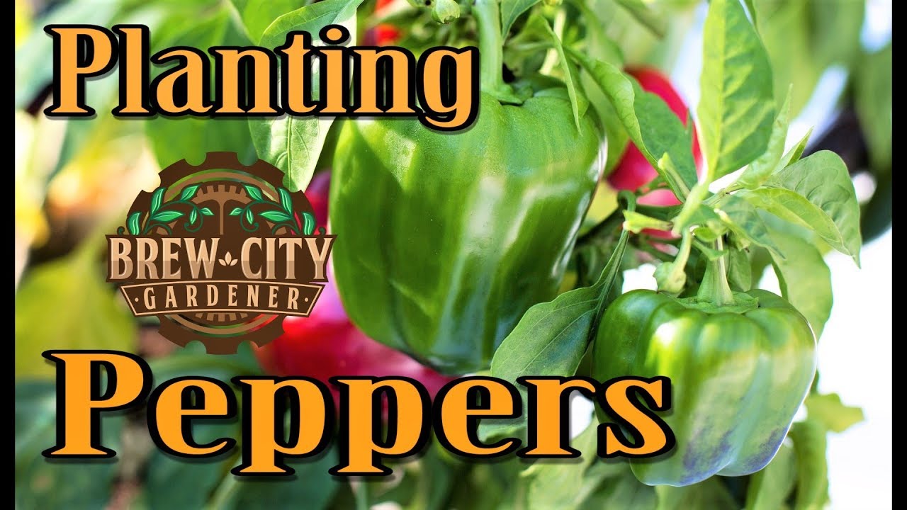 Bale Gardening - Planting PEPPERS - YouTube