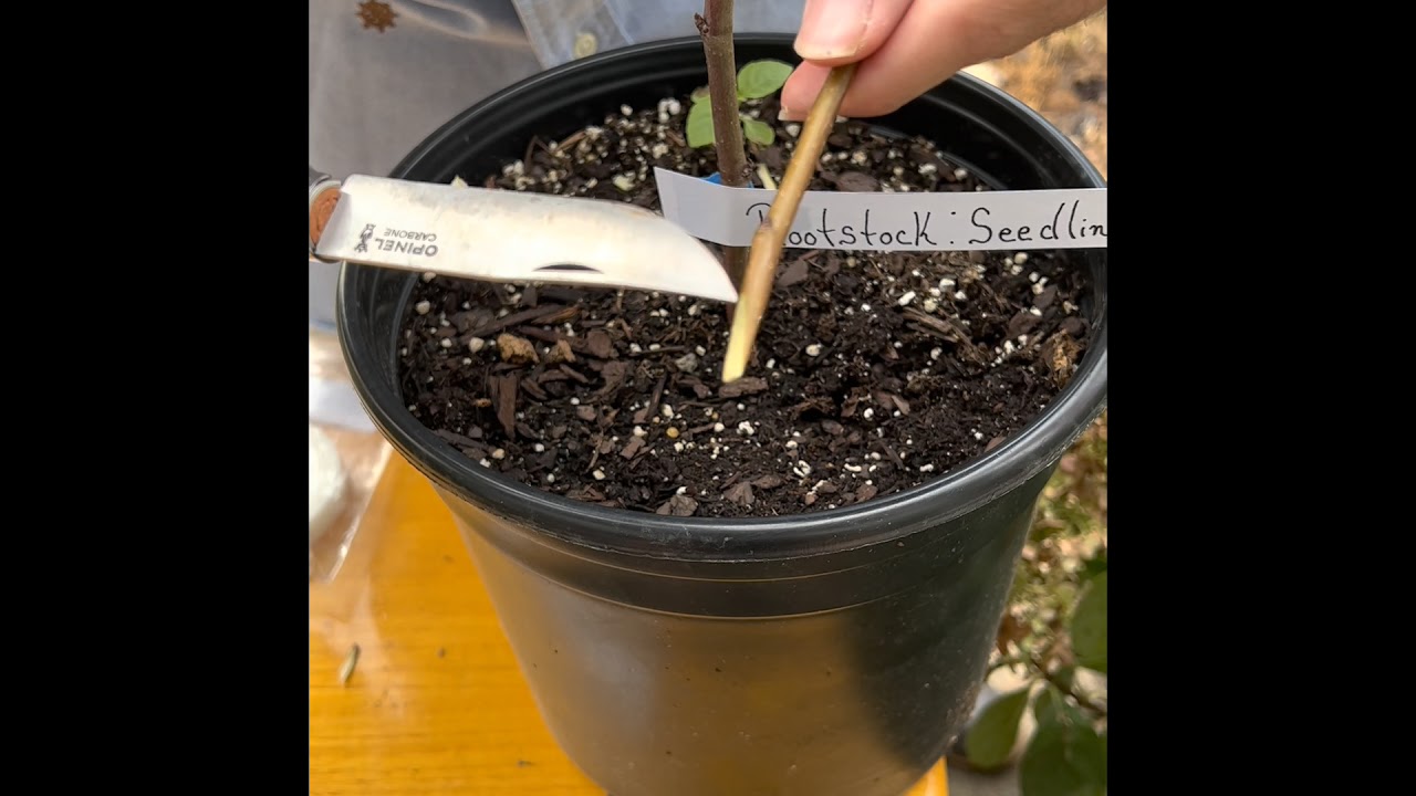 How to graft a pear tree - YouTube