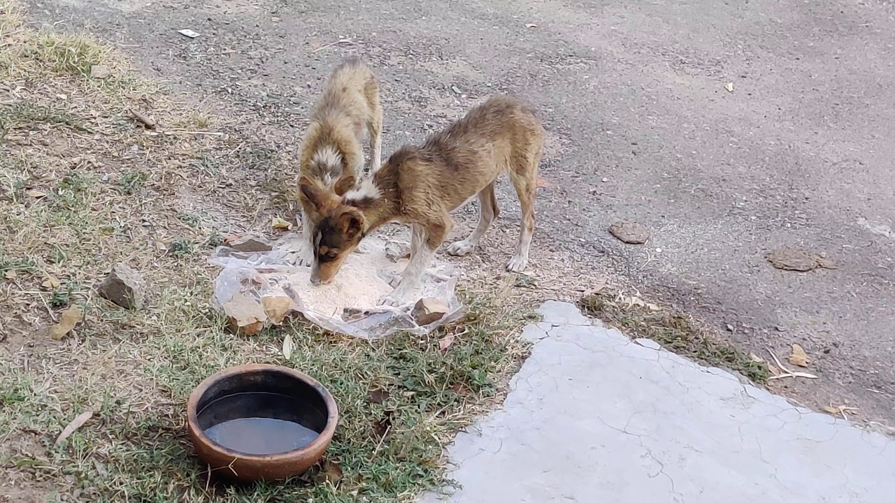 Cute Gully puppies - YouTube