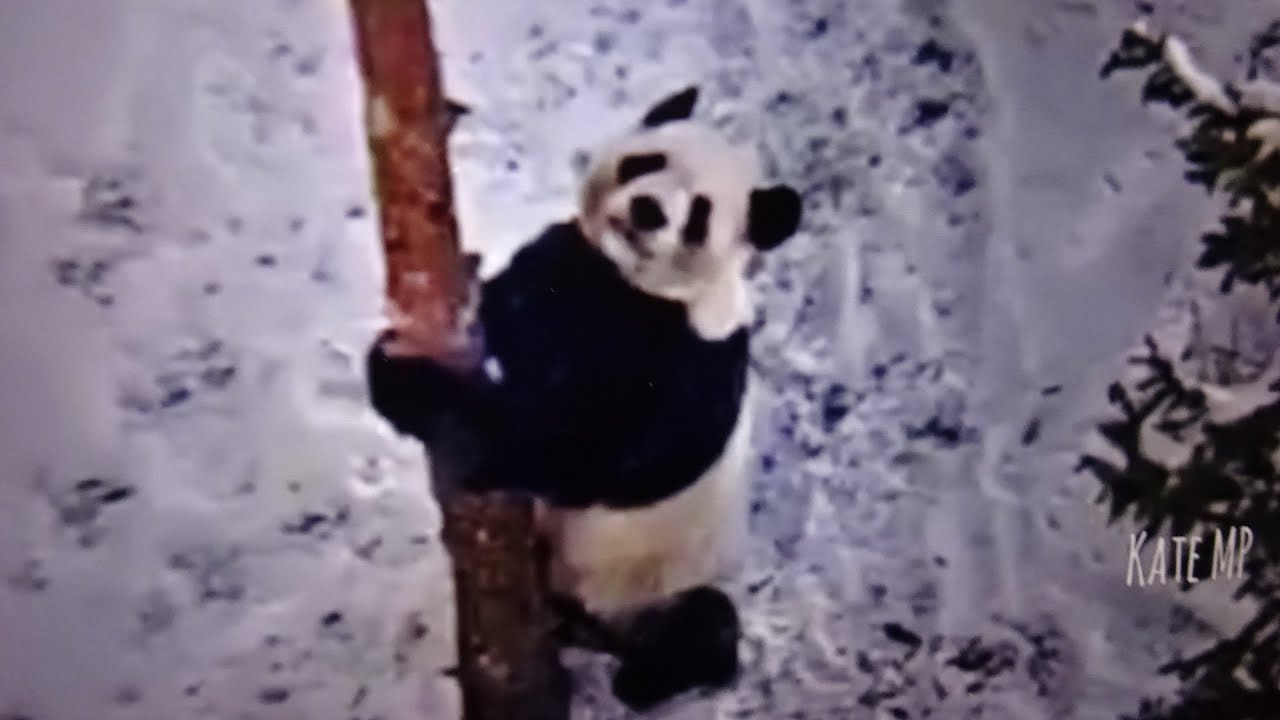 Panda Papa Da Mao Enjoys the Snow (1/20/2019) - YouTube