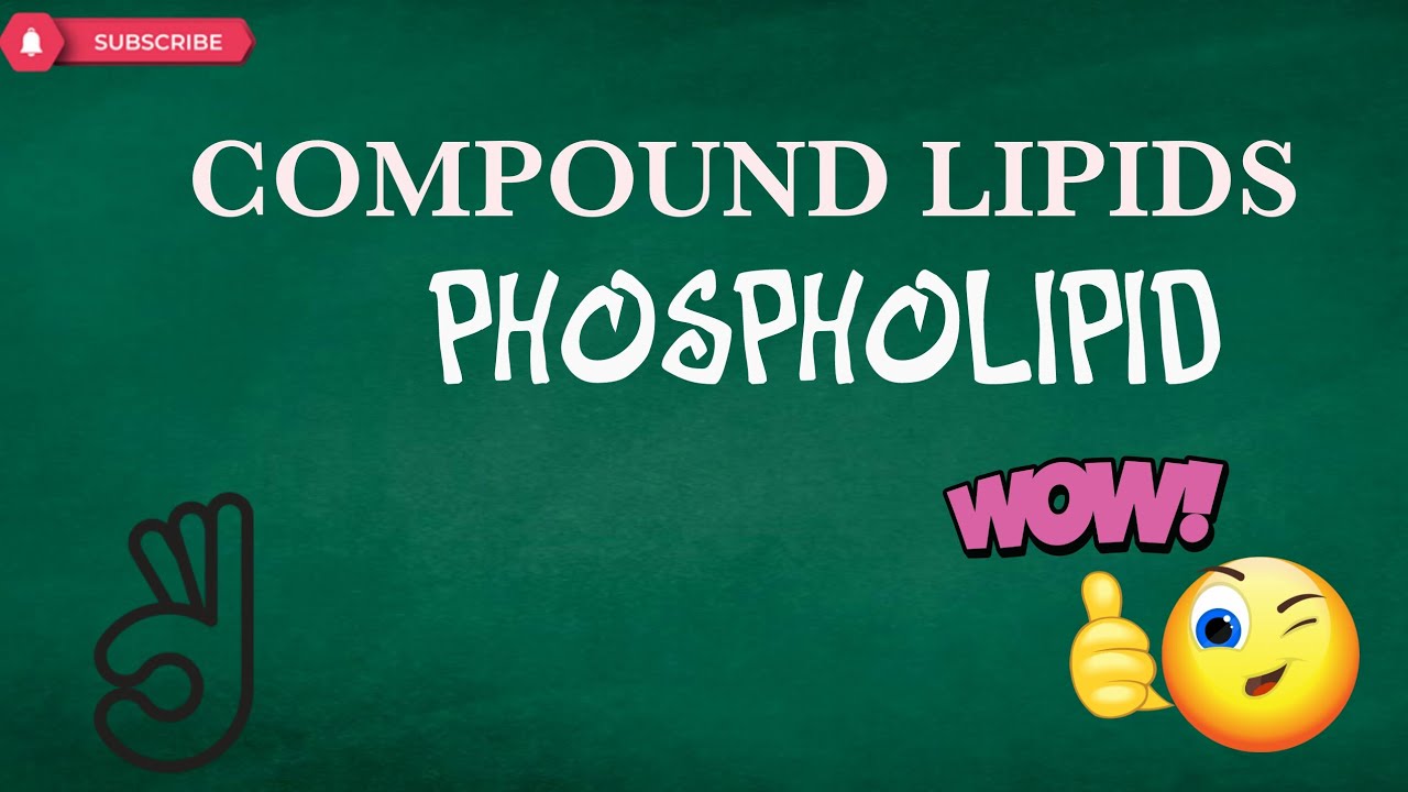 PHOSPHOLIPID|| compound lipids - YouTube