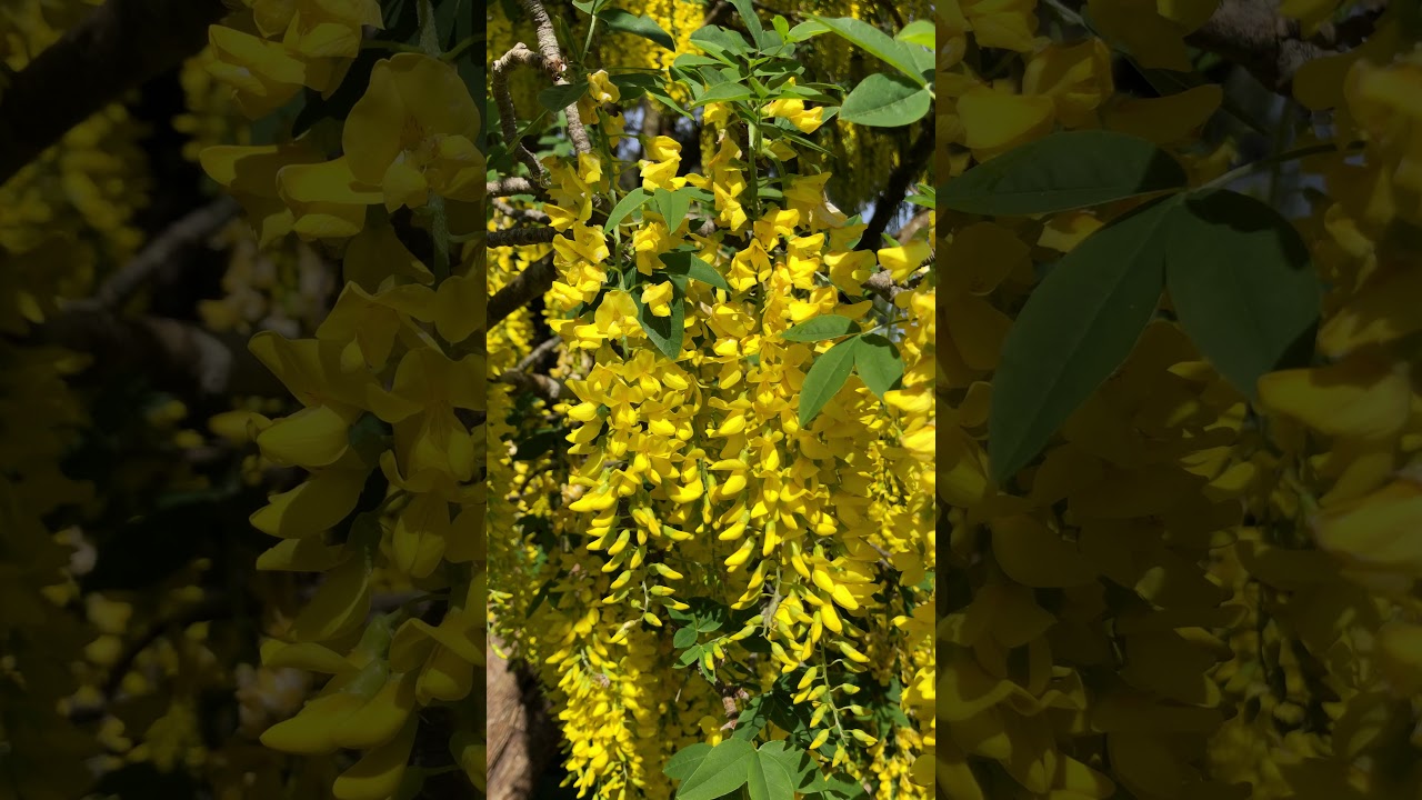 Golden Chain - flowers - May 2020 - YouTube